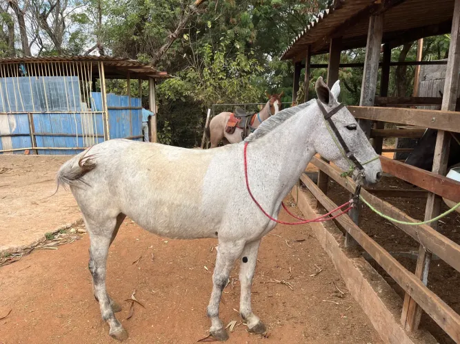 "uma mula" no Brasil