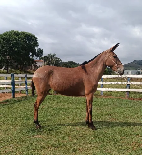 "uma mula" no Brasil