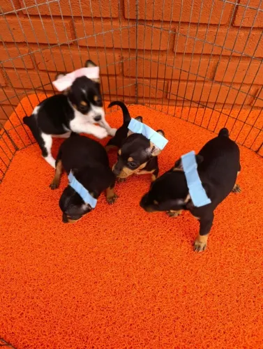 "filhote pinscher puro" - Cachorros no Brasil
