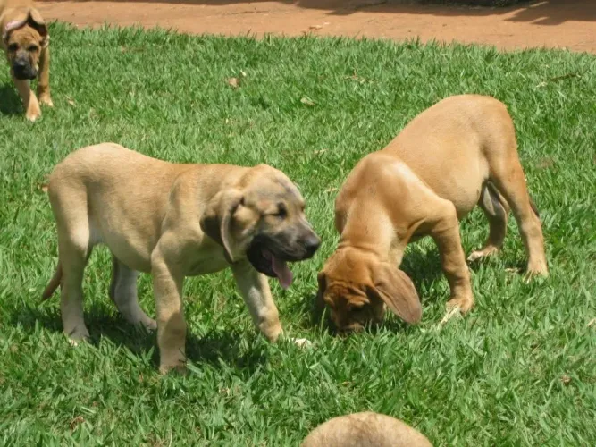 "filhote fila" - Cachorros no Brasil