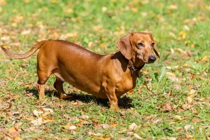 "cachorro cofap" - Cachorros no Brasil