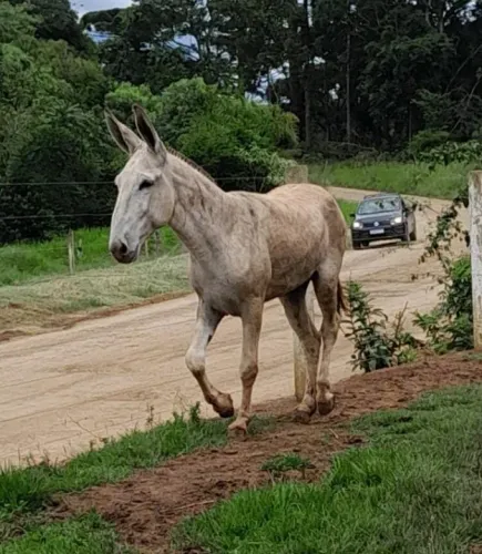 Cavalos em Curitiba e região, PR