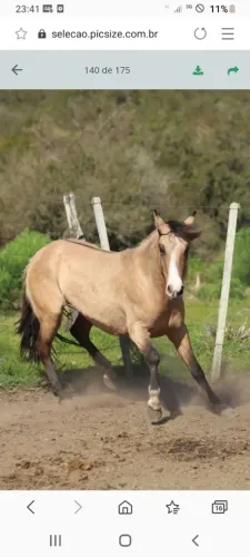 "potros e potras" no Brasil