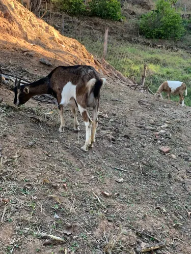 "bode filhote" no Brasil