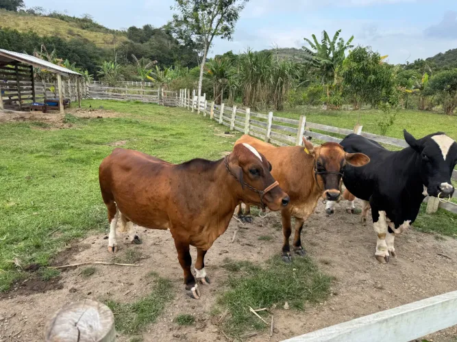 "mini vaca" - Animais para agropecuária no Brasil