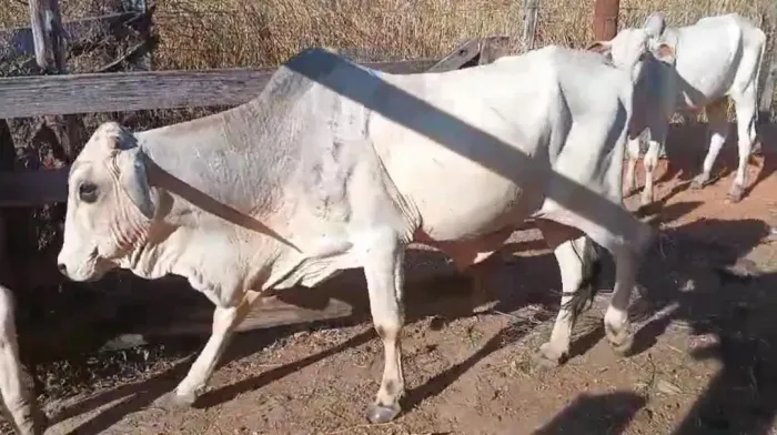 "vaca nelore" - Animais para agropecuária no Brasil