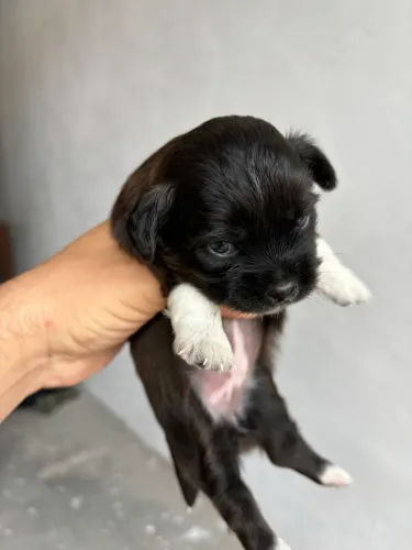 "filhote pequines" - Cachorros no Brasil