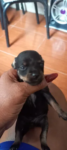 "filhote pinscher puro" - Cachorros no Brasil